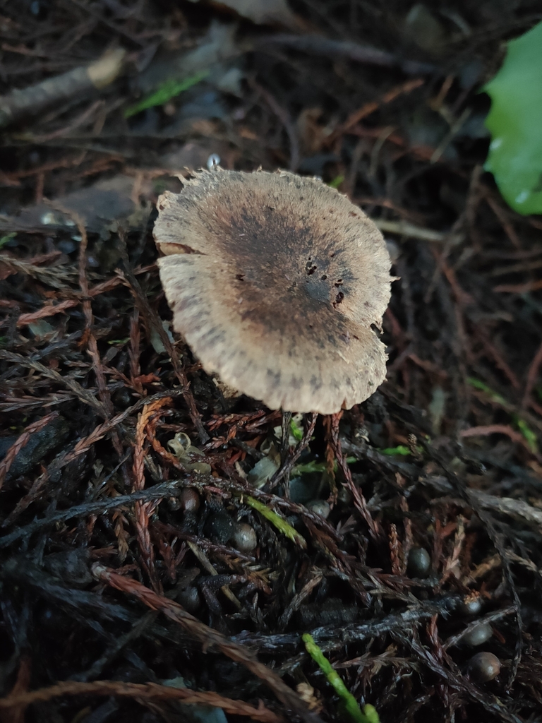 Webcaps from Thomsons Bush on July 24, 2022 at 03:45 PM by ladymushroom ...