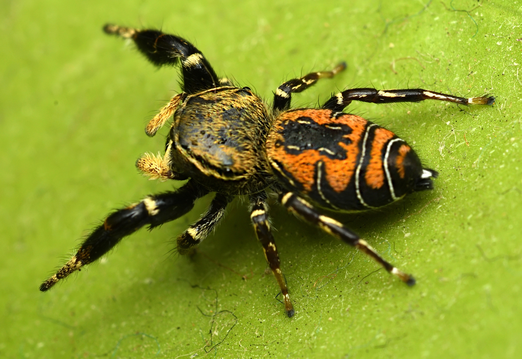 Rhene rubrigera from Chengamanad, Kerala, India on July 24, 2022 at 12: ...