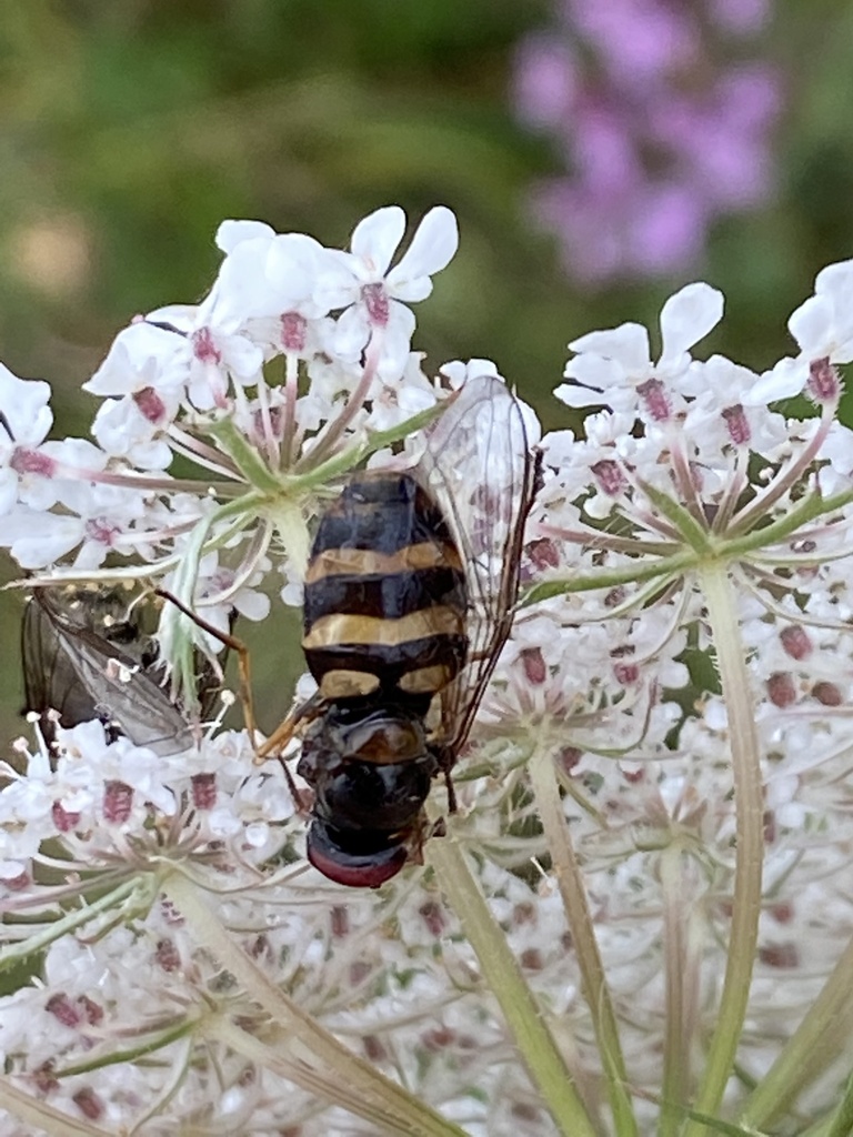 Common Flower Flies from Møn, Borre, Region Sjælland, DK on July 23 ...