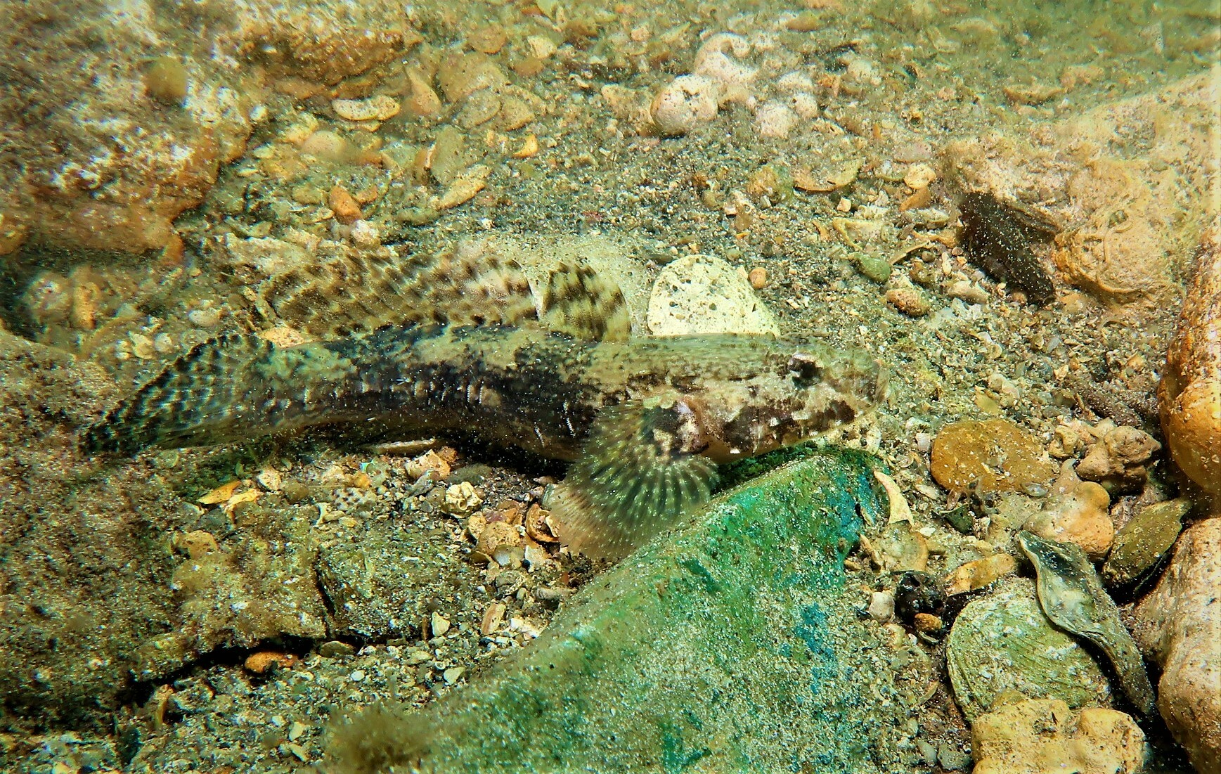 Callogobius mucosus (Günther, 1872)