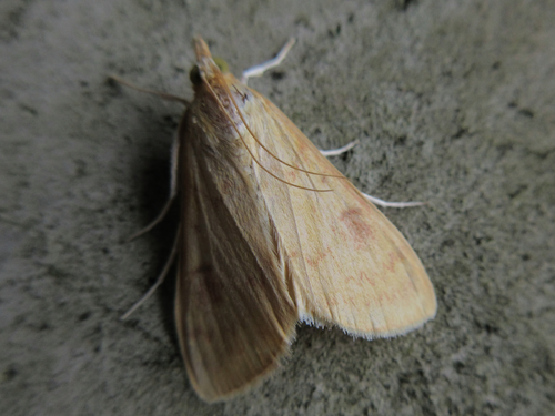 Observations by onidiras · iNaturalist