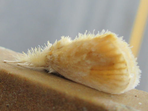 Observations by onidiras · iNaturalist