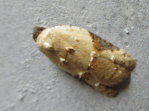 Observations by onidiras · iNaturalist