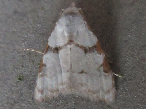 Observations by onidiras · iNaturalist