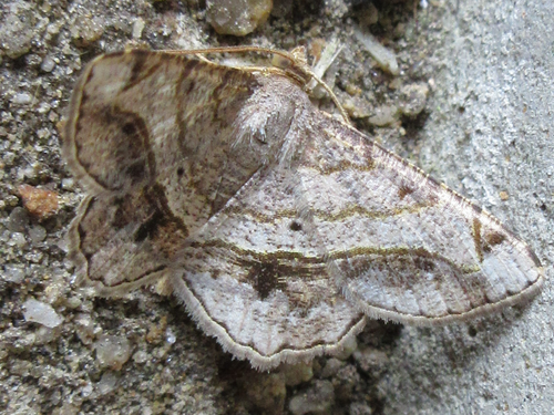 Observations by onidiras · iNaturalist