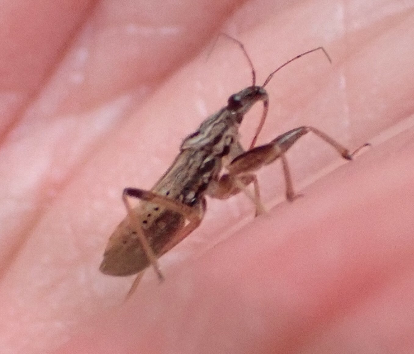 Himacerus major (A.Costa, 1842)