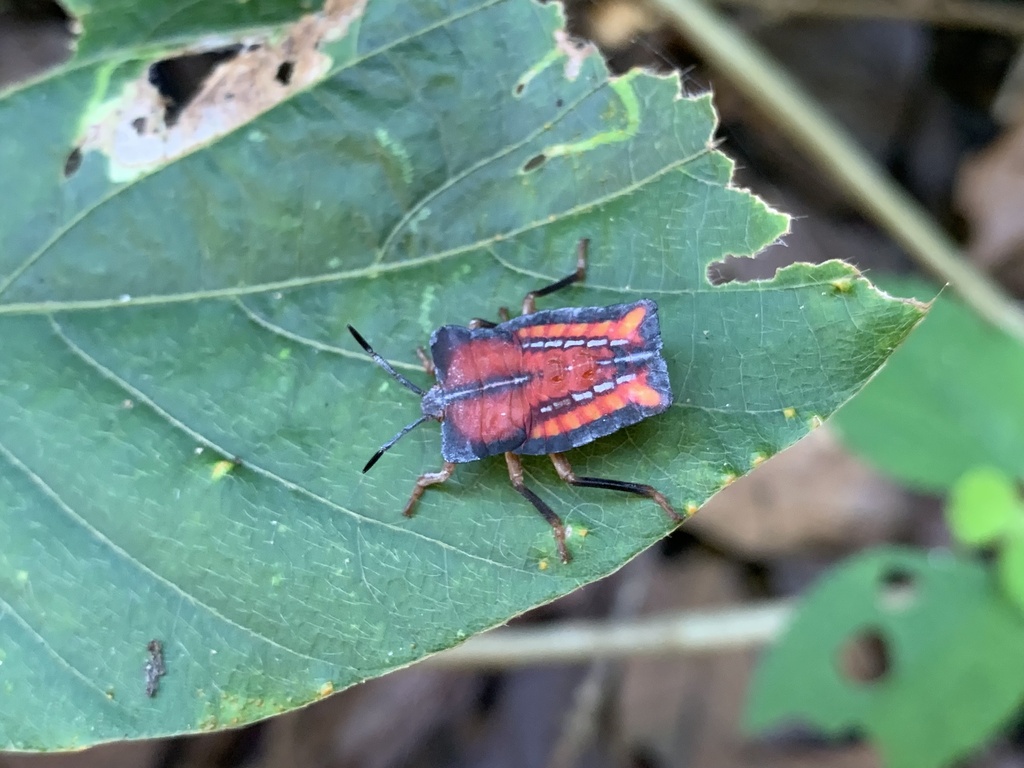 Lychee Stink Bug from 師範街65巷, 豐原區, TW on July 21, 2022 at 10:52 AM by ...