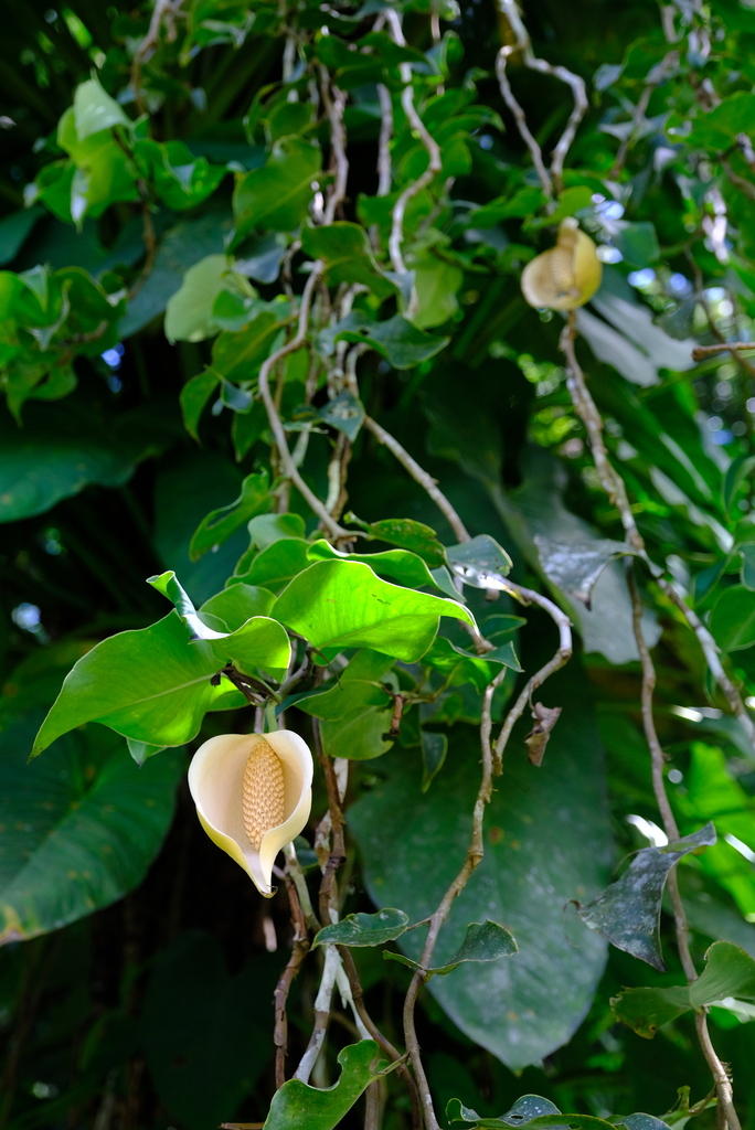 Monstera tuberculata from Limón Province, Costa Rica on July 2, 2022 at ...