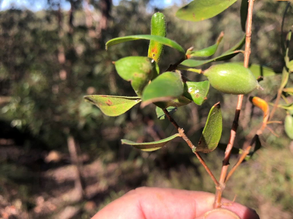 Persoonia sericea A.Cunn. ex R.Br.