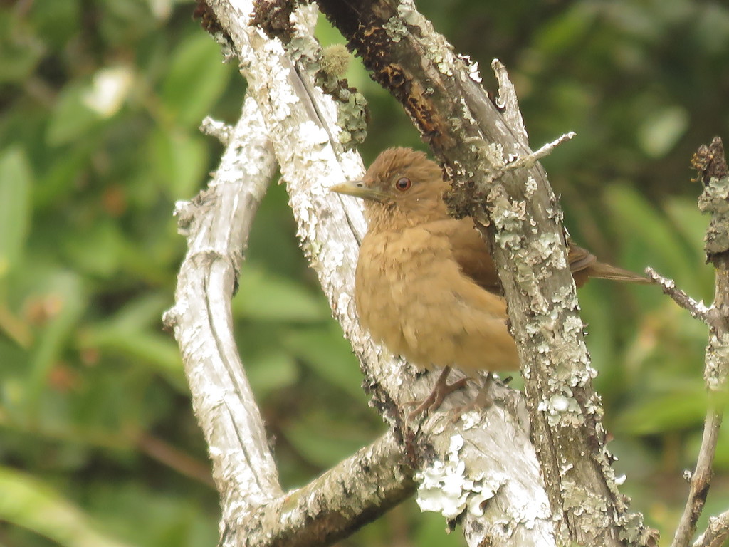 Clay-colored Thrush from San Pedro Yólox, Oax., México on April 27 ...