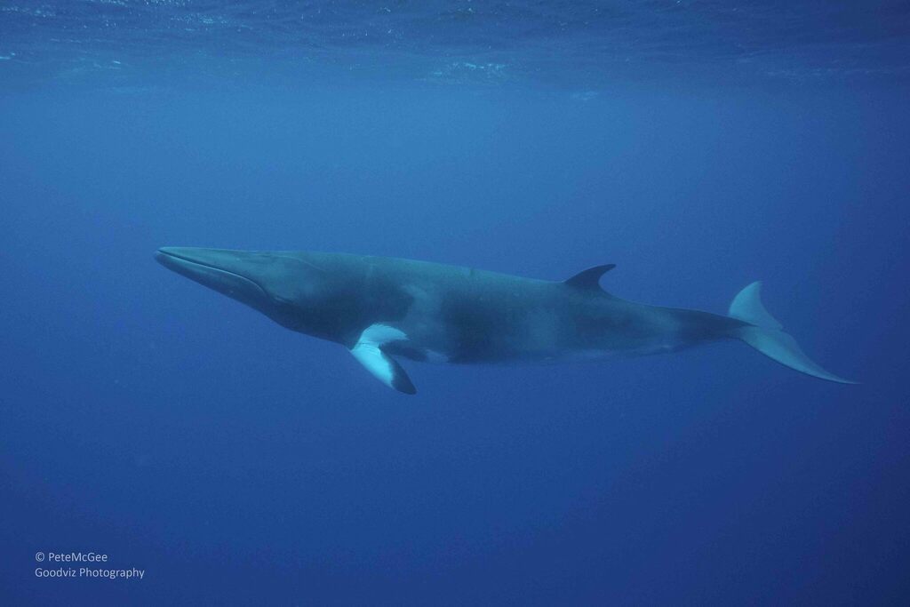 Common Minke Whale (Balaenoptera acutorostrata) - Know Your Mammals