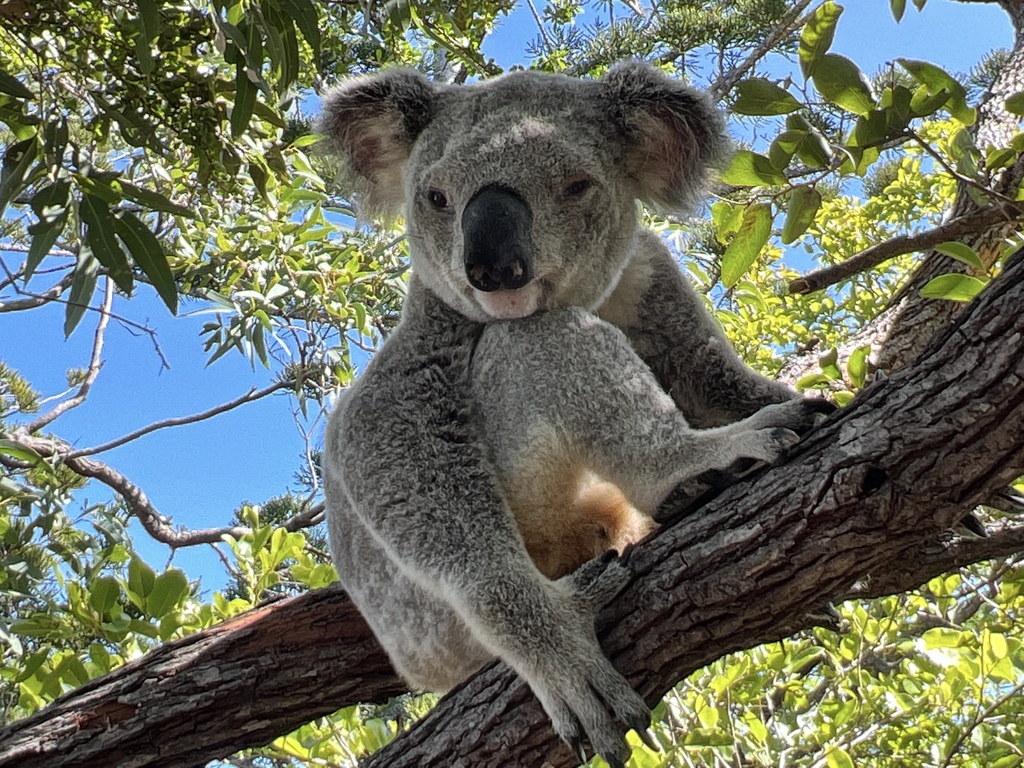Queensland Koala in July 2022 by Andrew Douch · iNaturalist