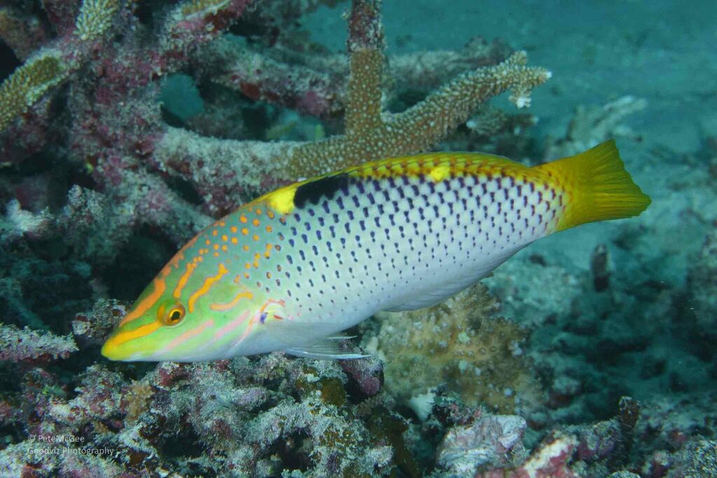 Checkerboard Wrasse from Great Barrier Reef, Australia on July 07, 2022 ...