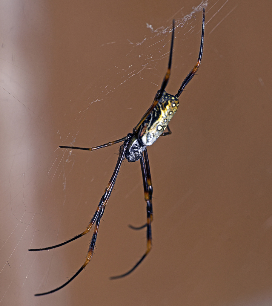 Tiger Spider from 14 Catherine Ct, Murrumba Downs QLD 4503, Australia ...