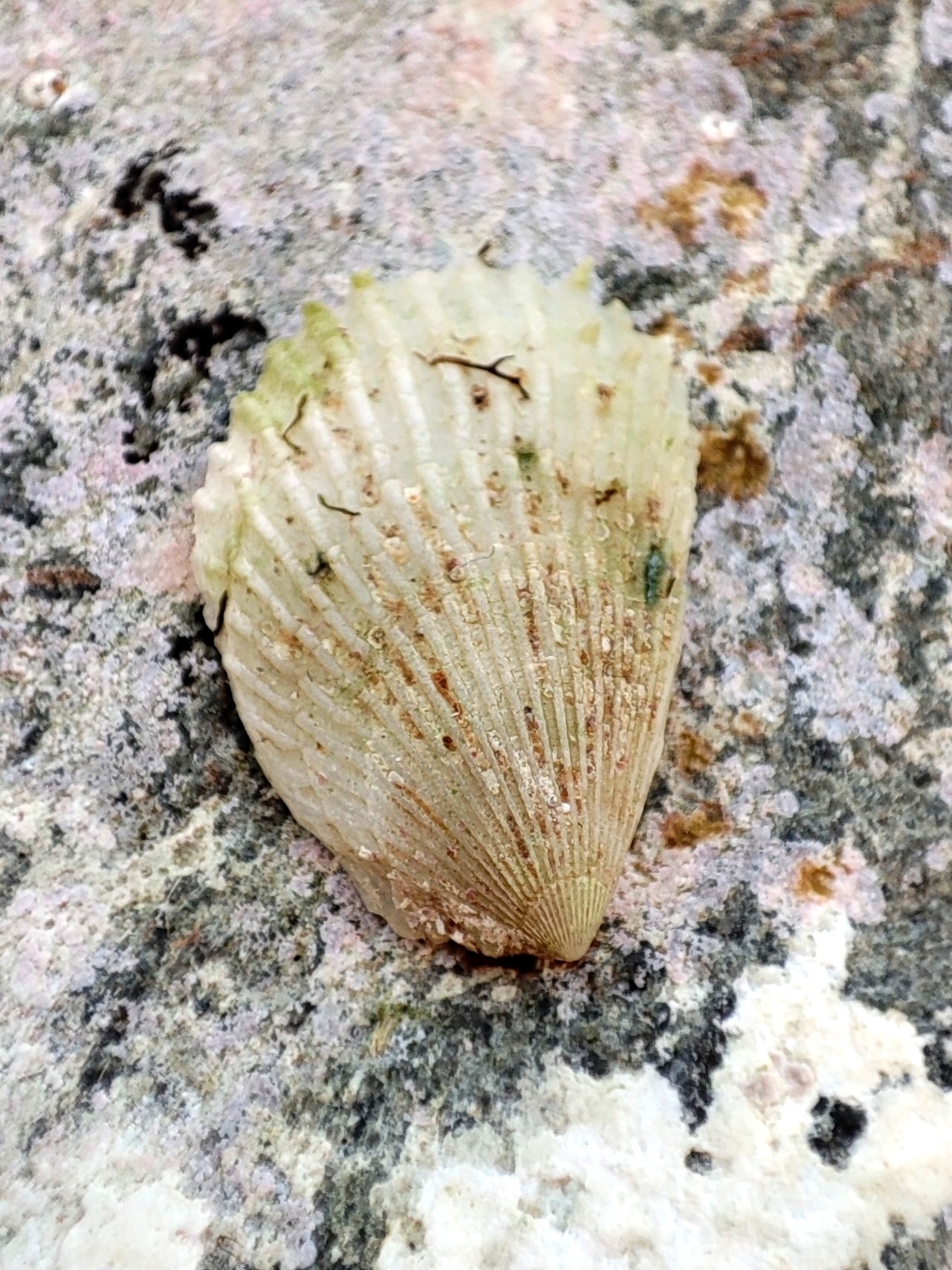 Limaria tuberculata (Olivi, 1792)