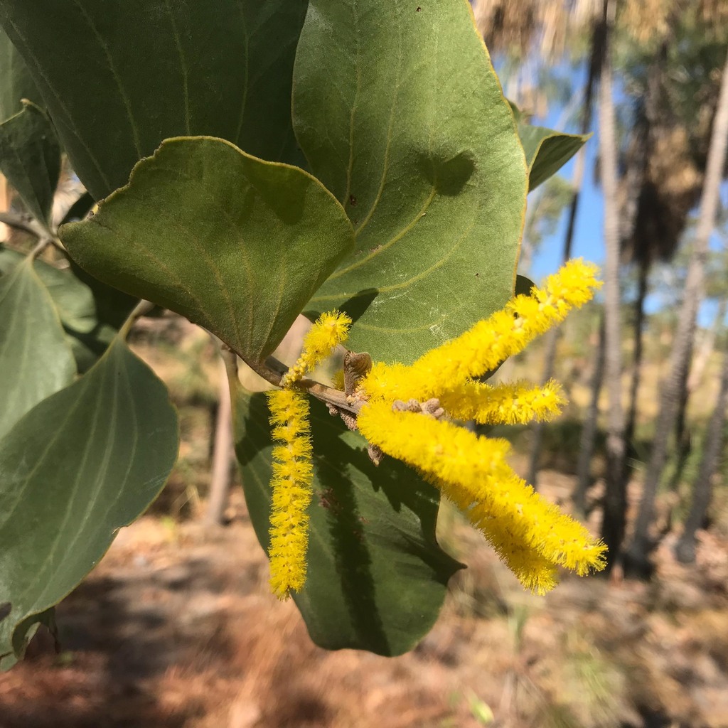 Acacia dimidiata from Nitmiluk NT 0852, Australia on June 01, 2018 at ...