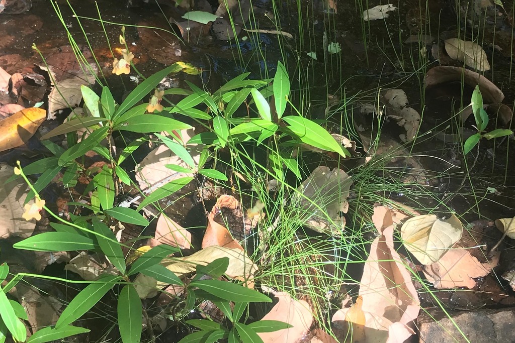 Utricularia fulva from Nitmiluk NT 0852, Australia on June 01, 2018 at ...