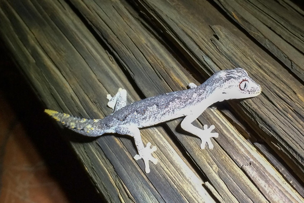 Northern Spiny-tailed Gecko from Petermann-Simpson, Northern Territory ...