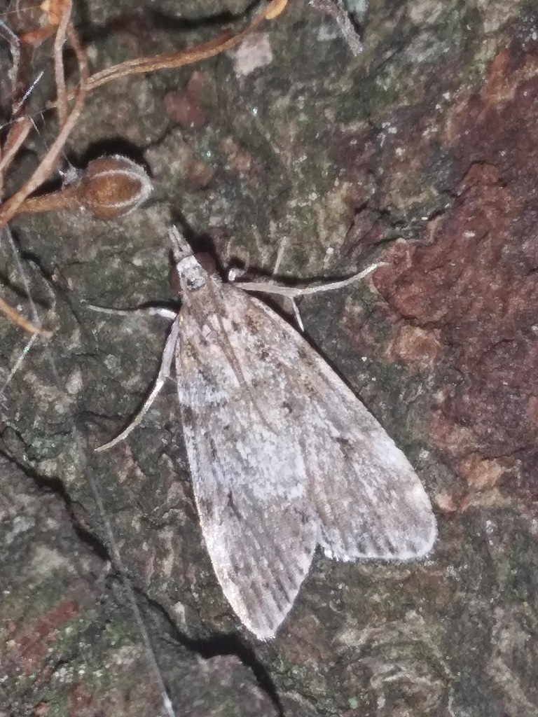 Moss-eating Crambid Snout Moths from Себеж, Псковская обл., Россия on ...