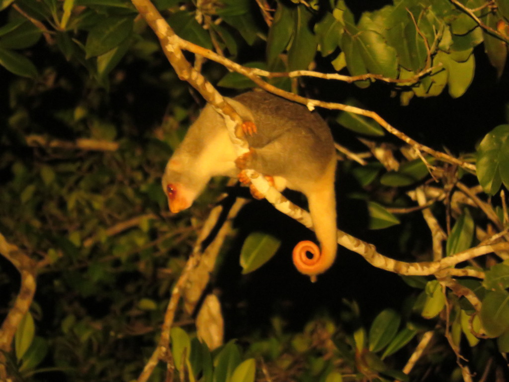Common Spotted Cuscus from Kepulauan Aru Regency, Maluku, Indonesia on ...