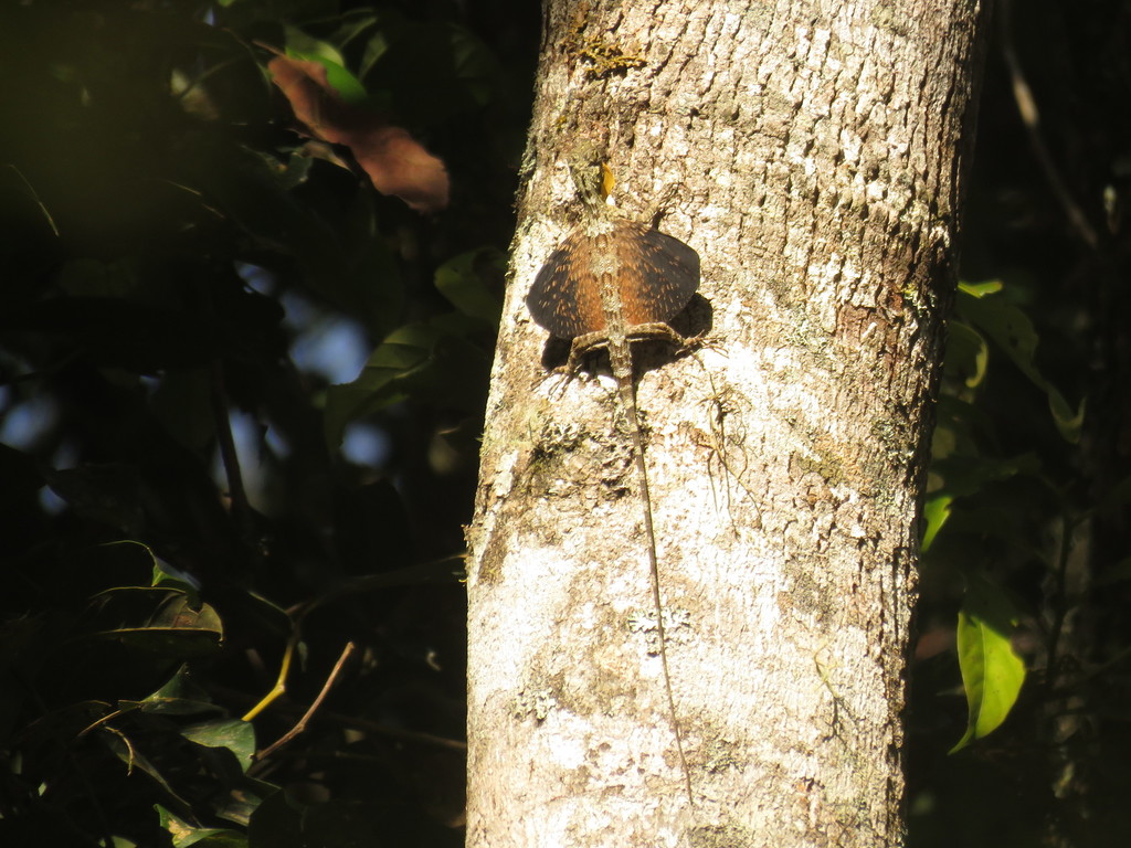 Draco walkeri (Dracos of Asia) · iNaturalist