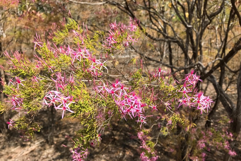 Turkey Bush from Kakadu NT 0822, Australia on June 09, 2018 at 11:34 AM ...