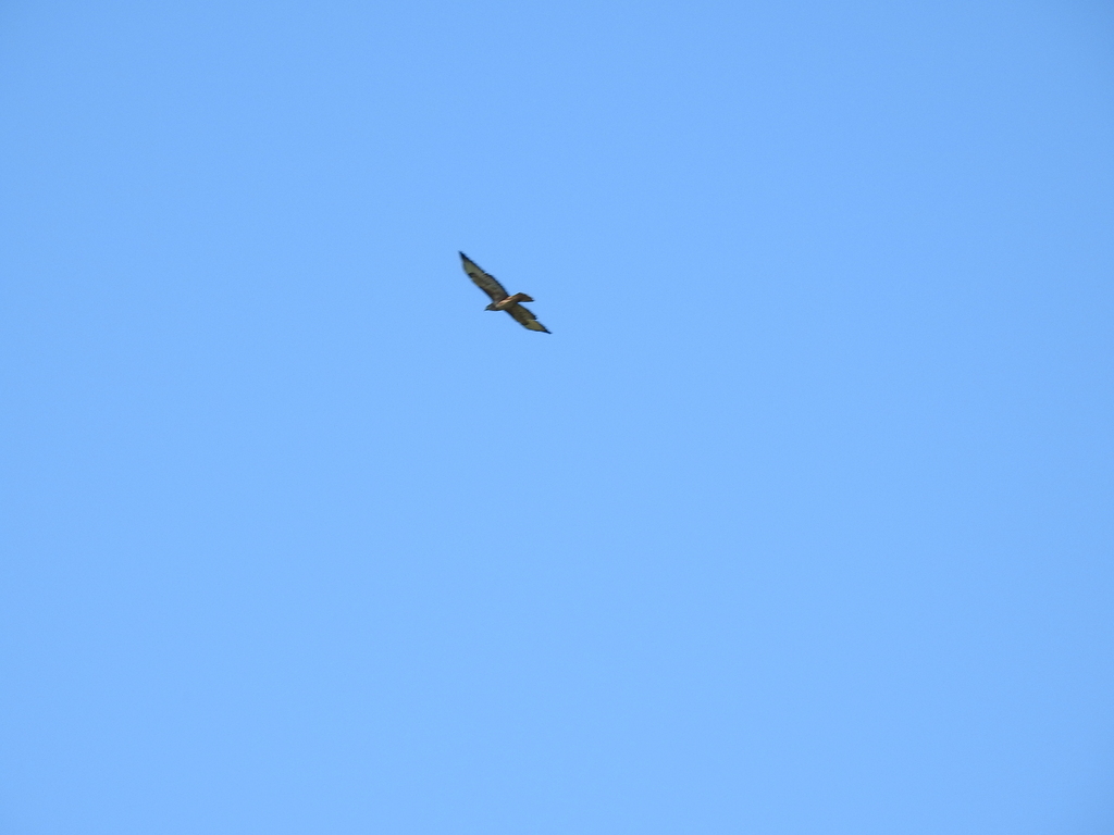 Common Buzzard from Beloyarskiy rayon, Sverdlovsk, Russia on July 23 ...