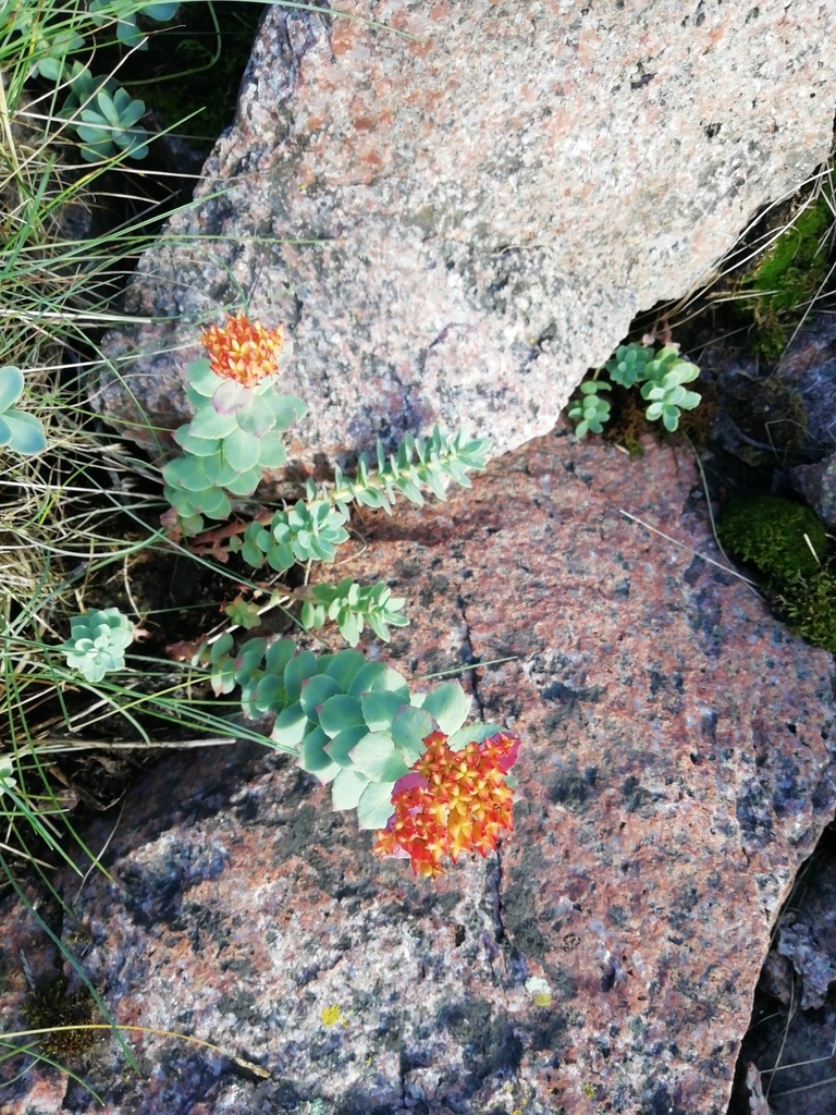 Roseroot from Murmansk Oblast, Russia, 184630 on July 23, 2022 at 04:47 ...