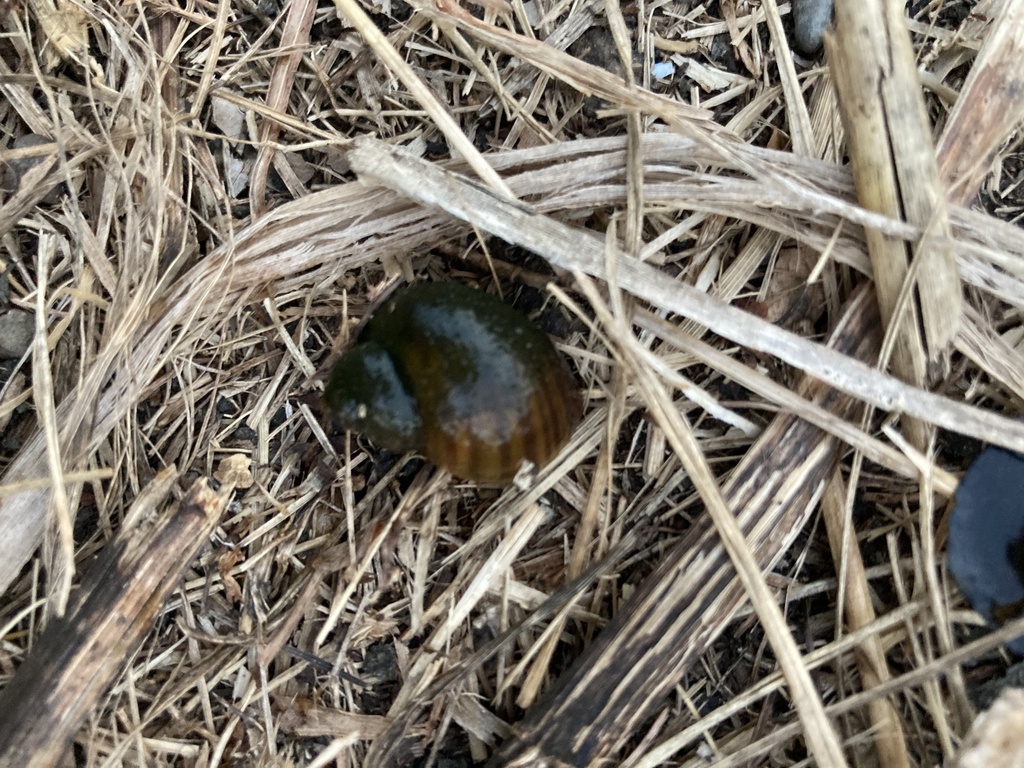 Channeled Apple Snail from 大安路, 員山鄉, TW on July 24, 2022 at 06:41 PM by ...