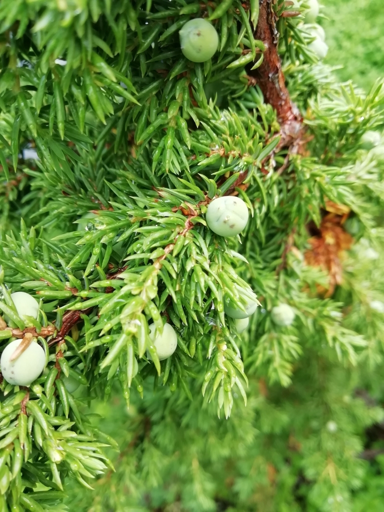 common juniper from Teriberka, Murmansk Oblast, Russia, 184630 on July ...