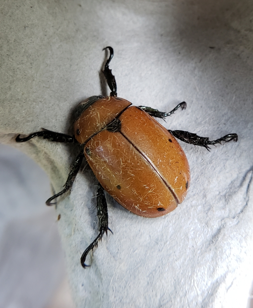 Grapevine Beetle from Monkton, MD, USA on July 23, 2022 at 06:54 AM by ...
