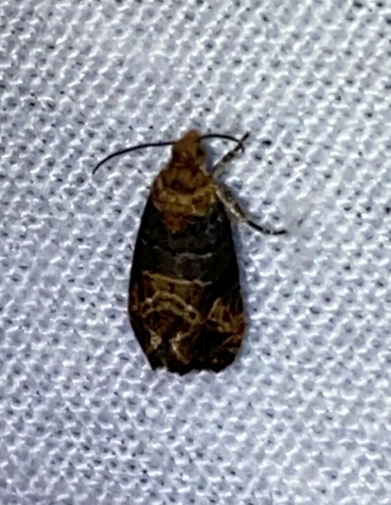 Grape Berry Moth from Pepper Lane, Lauderdale County, AL, USA on July ...