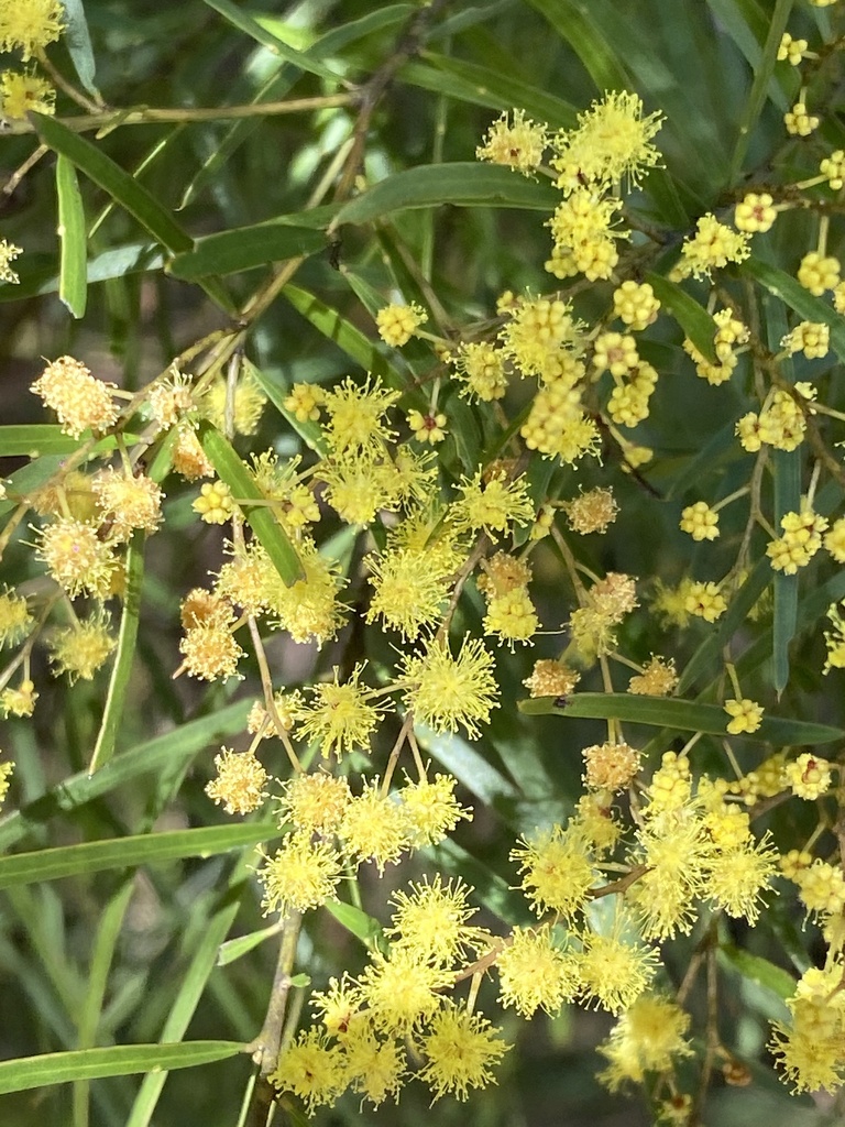 Brisbane wattle from Flagstone, QLD, AU on July 24, 2022 at 12:24 PM by ...