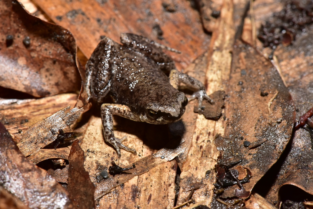 Stejneger's Paddy Frog in May 2022 by 鍾惠名 · iNaturalist