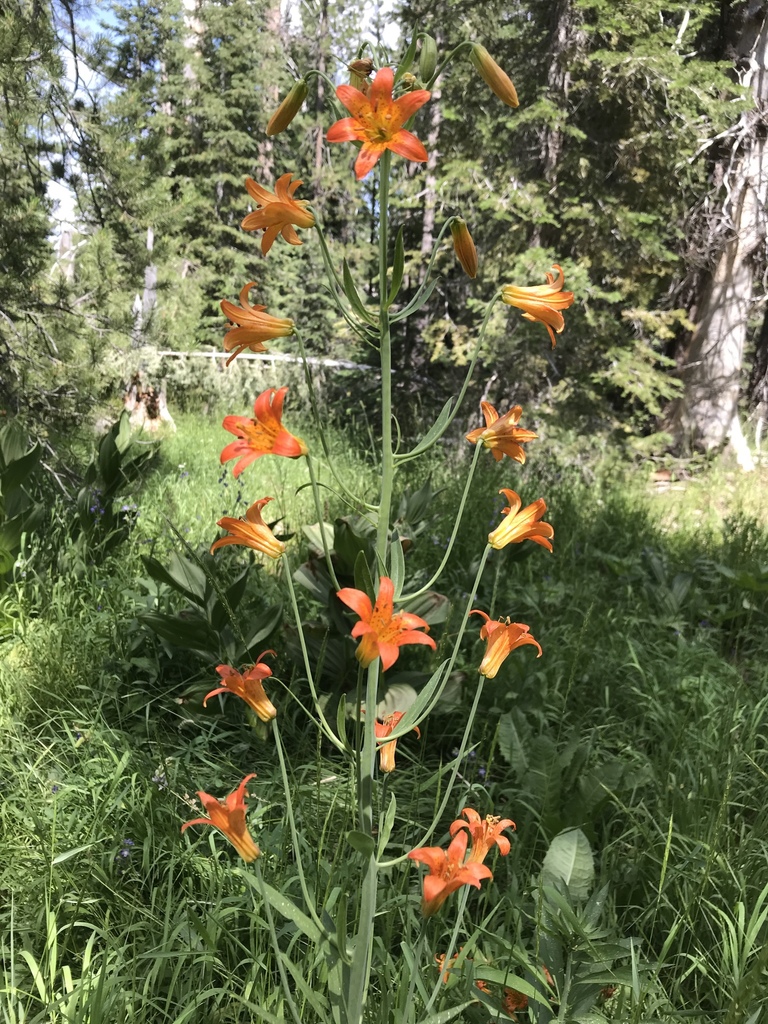 Sierra Tiger Lily from Nevada County, Tahoe National Forest, UCNRS, US ...