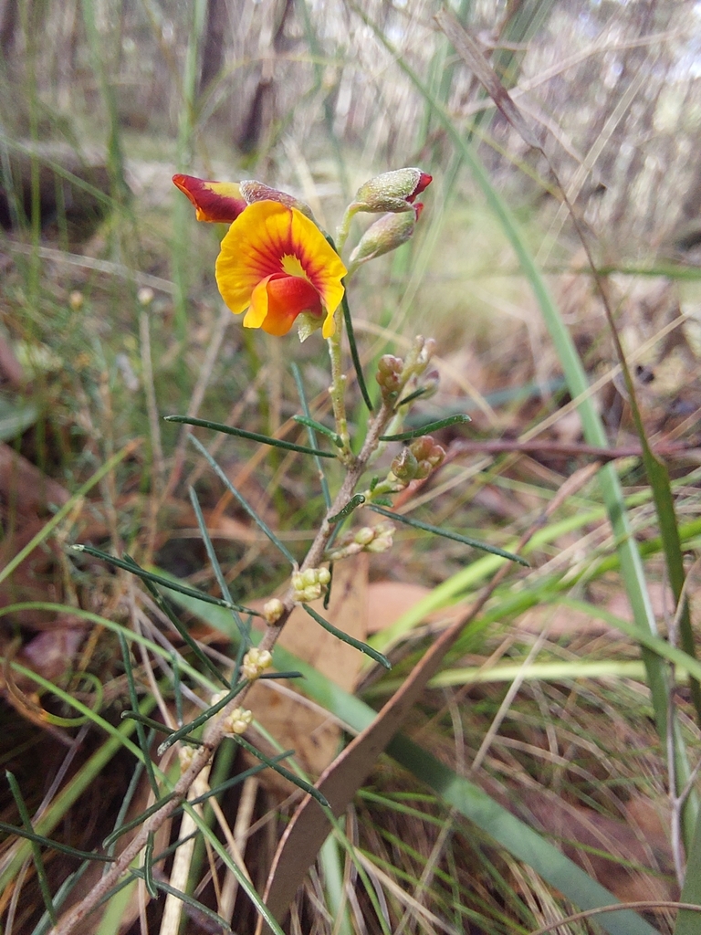 grey parrot pea from Greendale VIC 3341, Australia on July 24, 2022 at ...