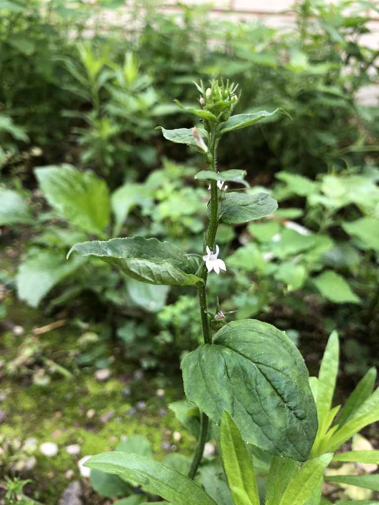 bellflower family (Campanulaceae) - Botanical Realm