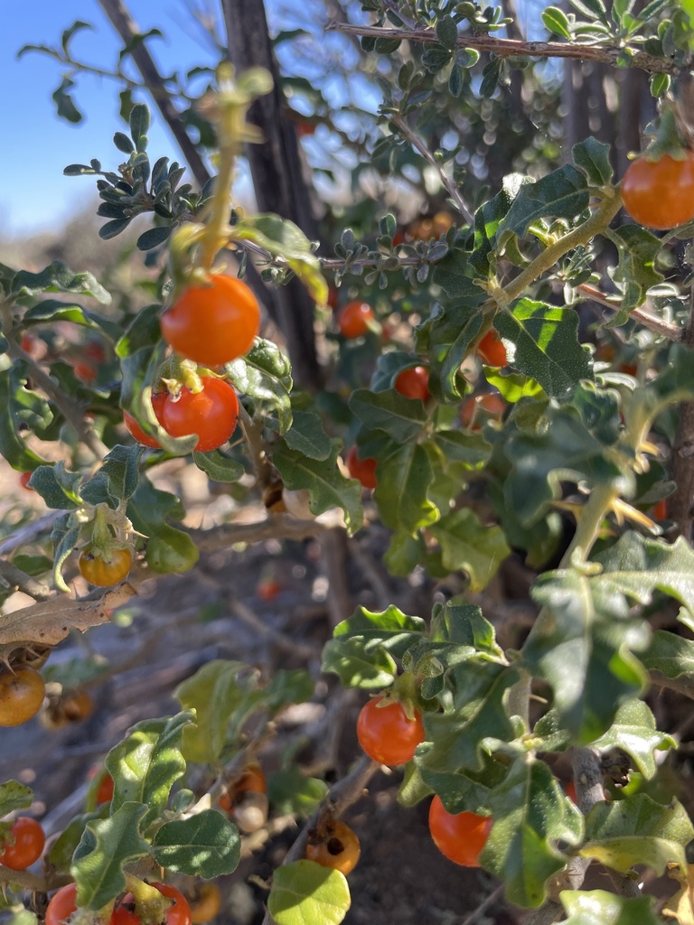 Horrid Snake-apple in July 2022 by Antonia · iNaturalist