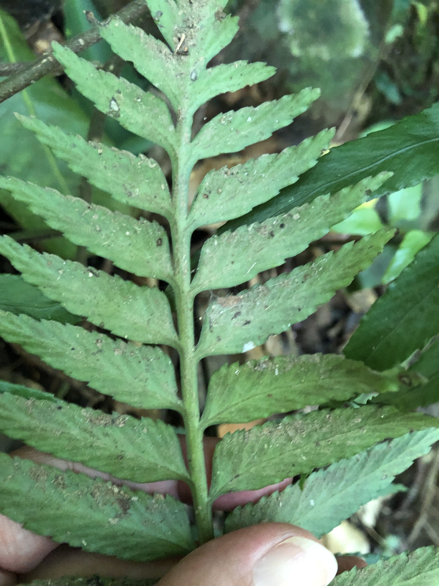 Asplenium wrightii D.C.Eaton ex Hook.