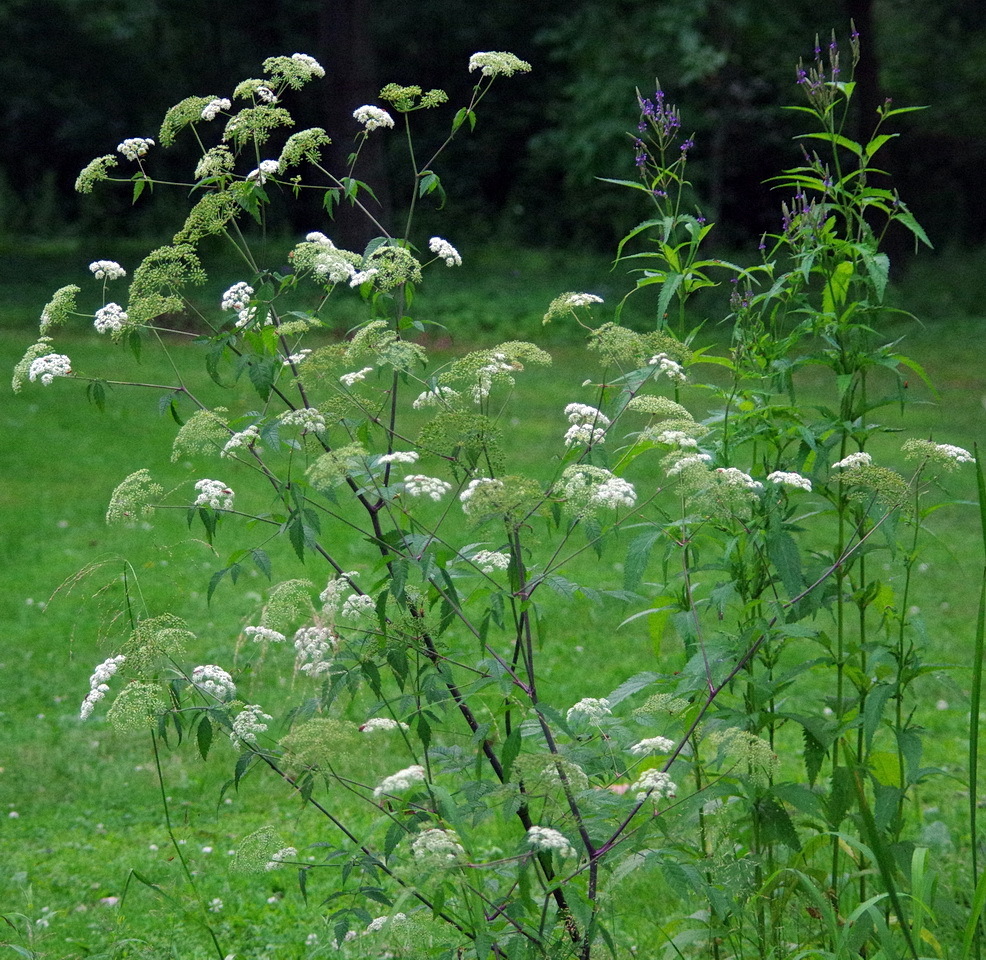water parsnip from Kingston, ON, Canada on July 20, 2022 at 06:57 AM by ...
