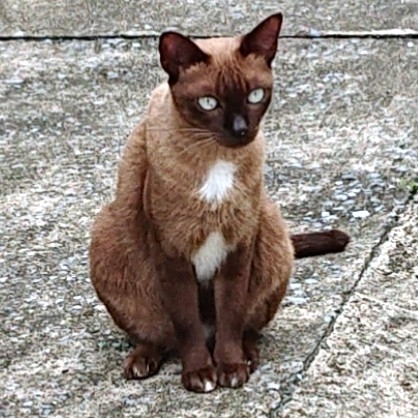 Domestic Cat (Felis catus) - Know Your Mammals