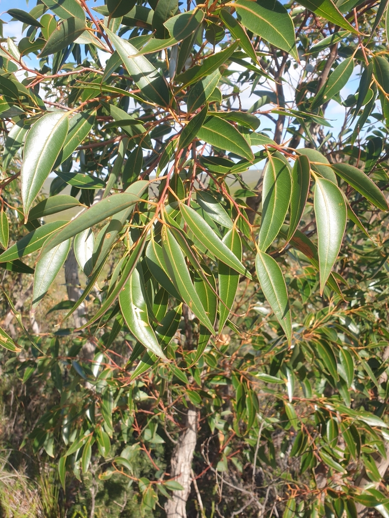 Jarrah (Eucalyptus marginata) - Botanical Realm