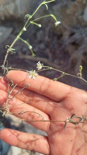 Spergularia stenocarpa · iNaturalist