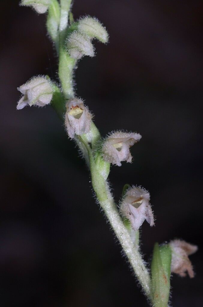 lesser rattlesnake plantain from 3220 Tisvildeleje, Danmark on July 19 ...