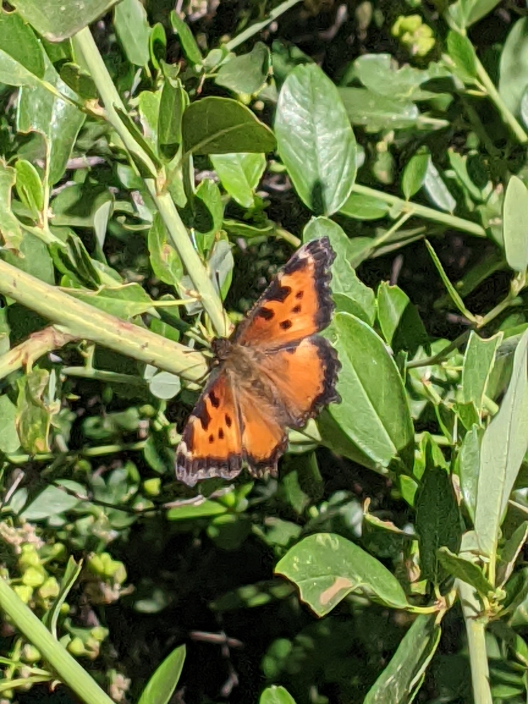 California Tortoiseshell from La Mesa on June 9, 2021 by Jacque ...