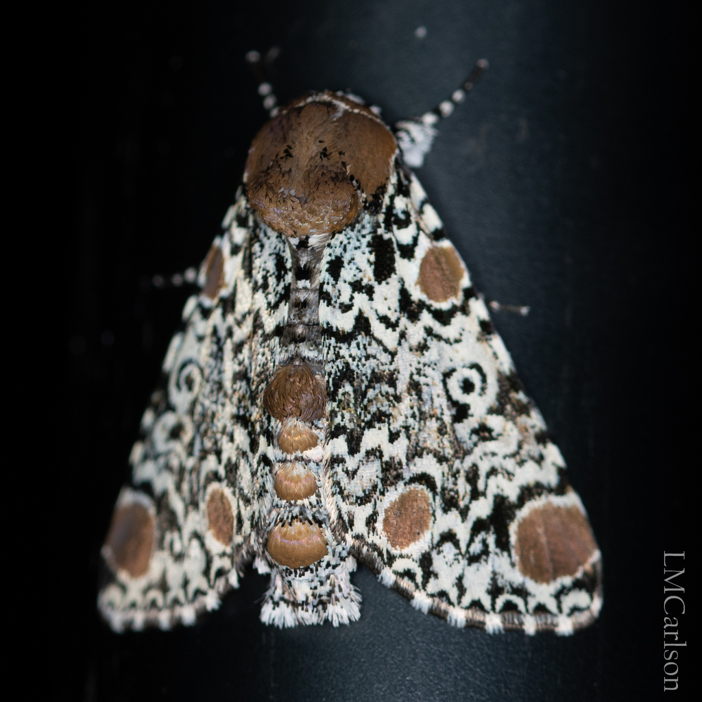 Harris' Three-Spot from 1507 U.S. Hwy 70A, Hillsborough, NC 27278, USA ...