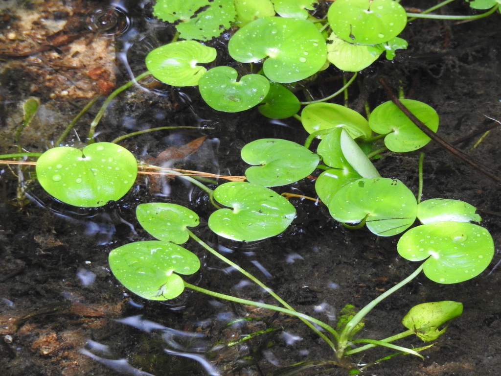 Kidneyleaf mud plantain in June 2022 by Eric Blomberg. I think ...