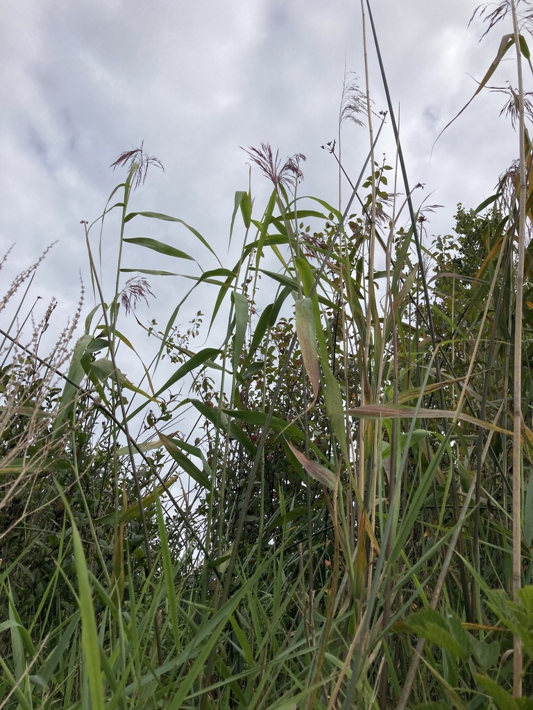 American common reed from Richmond, BC, Canada on August 31, 2021 at 11 ...