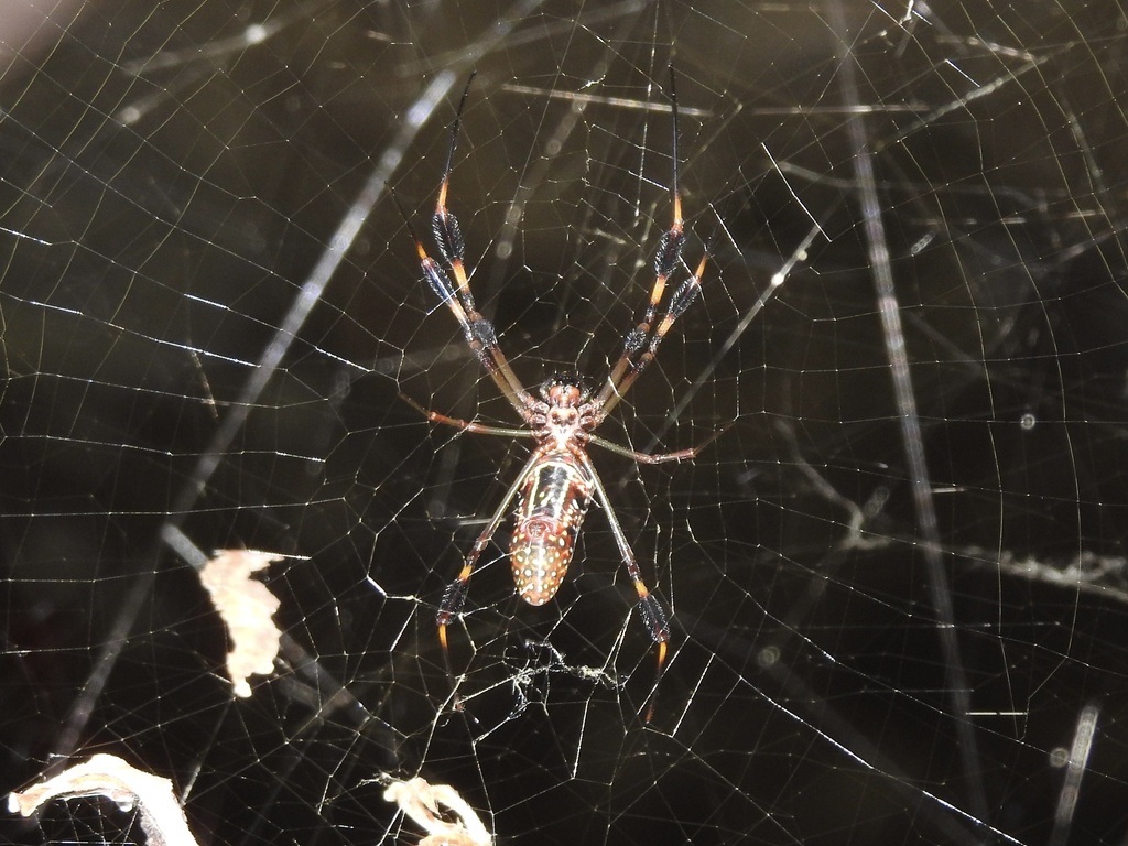 Golden Silk Spider in June 2022 by Eric Blomberg · iNaturalist
