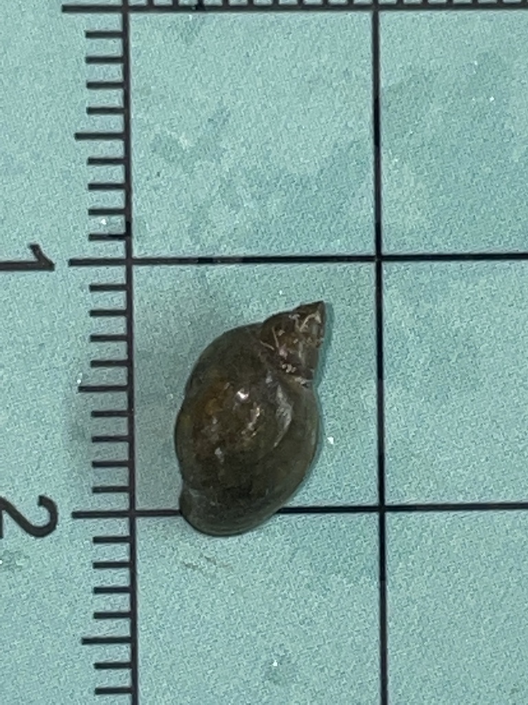 Acute Bladder Snail from 八甲路, 員山鄉, TW on July 24, 2022 at 03:16 PM by ...